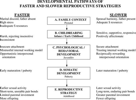 Faster And Slower Reproductive Strategies Reproductive Strategies