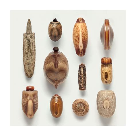 Phasmid Eggs Stick Insect Stick Insect Eggs Insect Eggs Stick Bug