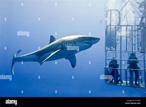 Cage Diving For Great White Sharks Carcharodon Carcharias Isla