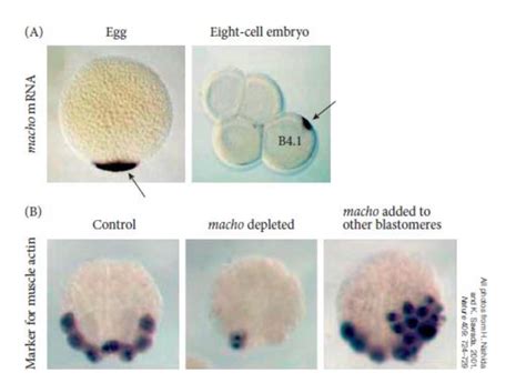 Solved Look Closely At The Localization Of Macho Mrna In The