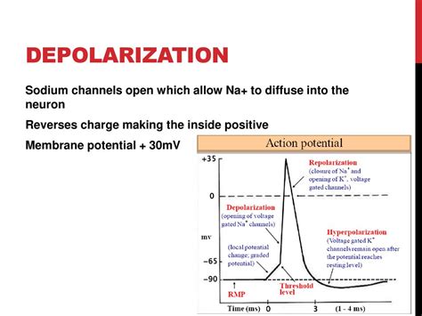 Neurons And Synapses Topic Ppt Download