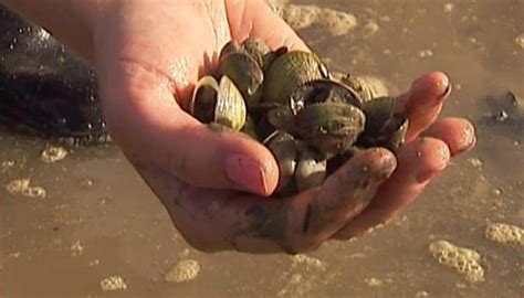 Acres Of Shellfish Die In Auckland Estuary Smothered By Mud Discharged