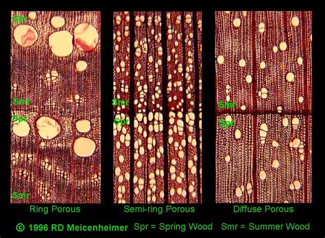 Xylem Transport