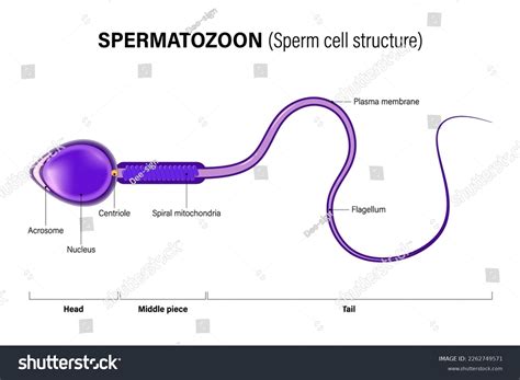 Human Sperm Cell Structure Spermatozoon Sperm Stock Vector Royalty