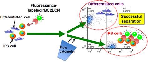 A Novel Probe For Live Human Ips Cell Imaging