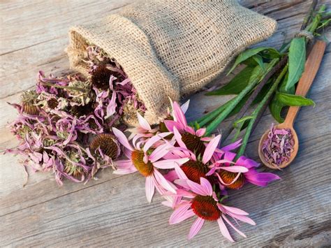 Harvesting Echinacea For Tea Tinctures And More Gardening Know How