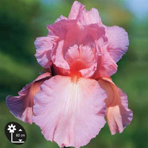 Iris Germanica Rose