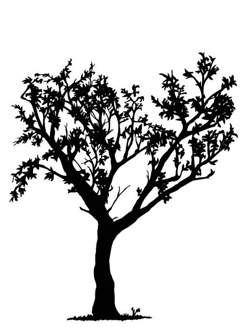 Free Black And White Tree Images Download Free Black And White Tree