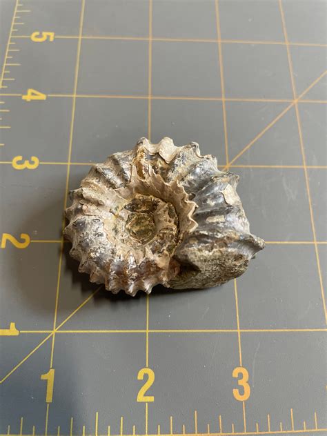 2 Inch Tractor Ammonite Fossil Bumpy Ammonite Etsy
