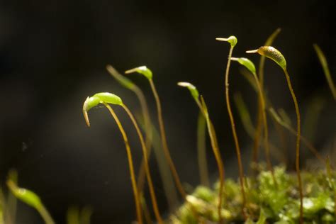 Moss Seta And Capsules Pentax User Photo Gallery