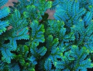 Селагинелла Унцината (Selaginella Uncinatai)