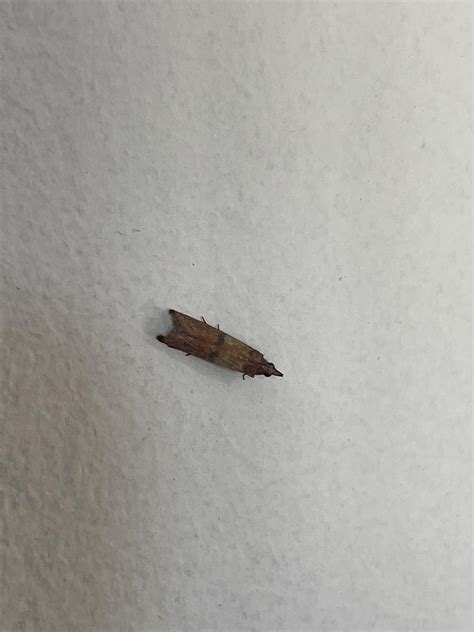 What Is This Tiny Seems Moth Like Rinsects