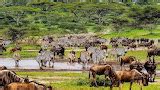 Serengeti National Park Tanzania 🇹🇿 [online Jigsaw Puzzle]