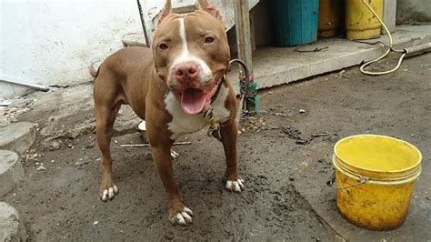 Un Homme Arrêté Pour Avoir Dressé Plus De 100 Pitbulls Au Combat De Chiens