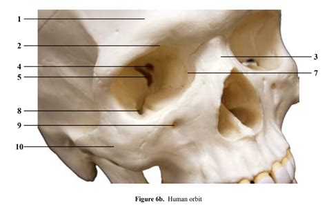 Human Orbit Diagram Quizlet