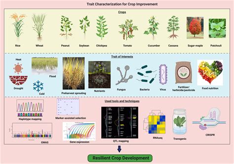Frontiers Editorial Characterizing And Improving Traits For