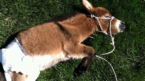 Newborn Mule