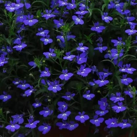 Regatta Midnight Blue Lobelia Berlin Seeds