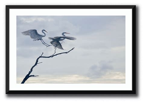 Graceful Egrets Stunning Costa Rica Wildlife Photography Jcinto