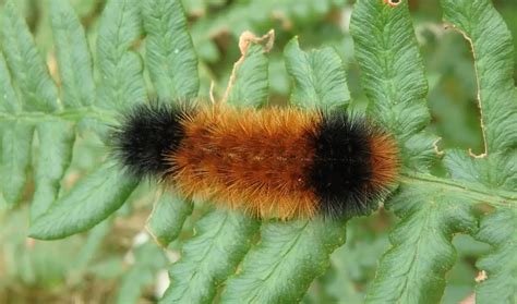 44 Beautiful Cute Caterpillar Species Pictures And Names
