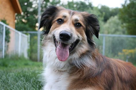 Australian Shepherd Border Collie Free Photo On Pixabay Pixabay