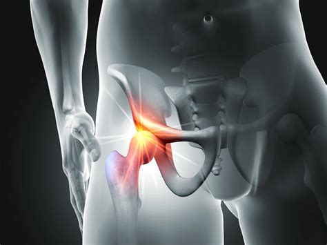 Anatomy Of The Hip Joint Diagram