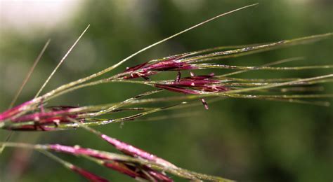Needle Grass
