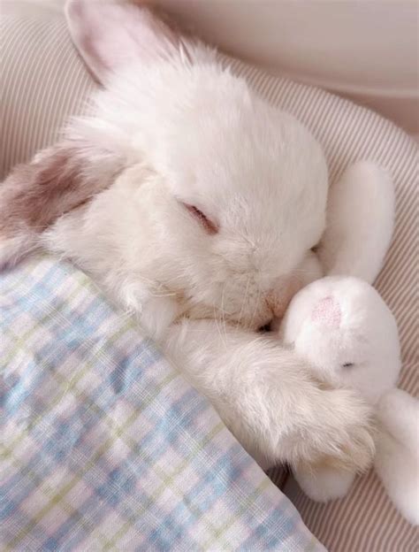 Sleeping Bunny 🐇 Cute Sleepy Bunny Cute White Bunny Sleeping Bunny Core