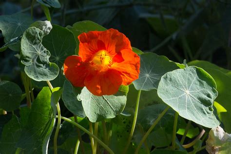 Shadows And Light Seventh Grade Macramé