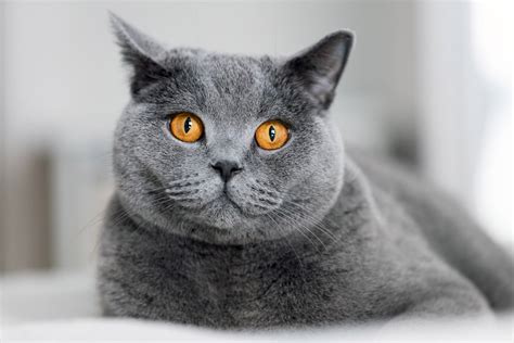 12 Best British Shorthair Colors