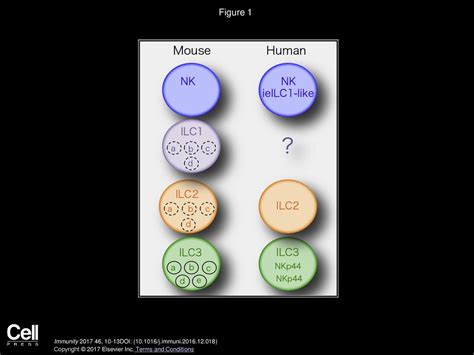 How Many Subsets Of Innate Lymphoid Cells Do We Need Ppt Download