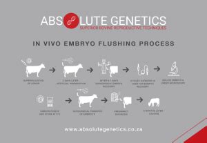 Difference Between In Vivo And In Vitro Absolute Genetics