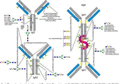 Figure 1 From Glycoproteomic Analysis Of Antibodies Semantic Scholar