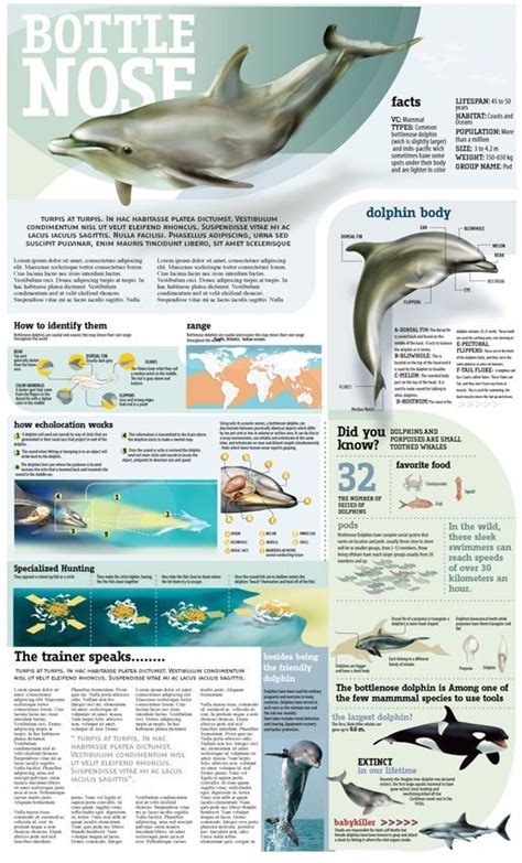 Everything You Want To Know About Bottlenose Dolphins Dolphins Info