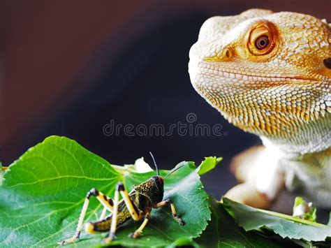 Bearded Dragon Hunting At Grasshopper Stock Image Image Of Portrait