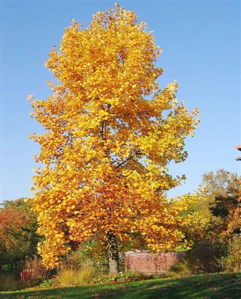 Liriodendron Tulipifera Seeds American Tulip Tree 25 Seeds Tulip