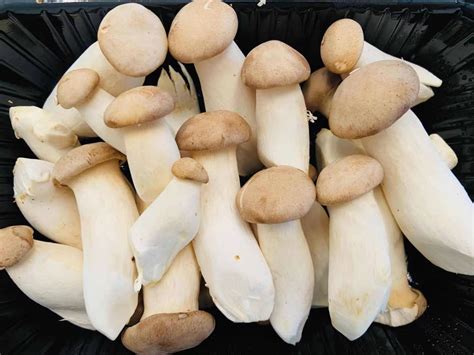 Mini King Oyster Mushroom At Pamela Beeler Blog