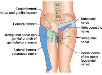 Iliohypogastric Nerve Innervation