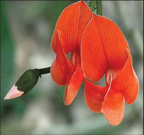 Gul E Tesu Butea Monosperma Download Scientific Diagram