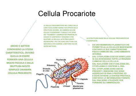 Mappa Concettuale Sulla Cellula Procariote Schemi E Mappe Concettuali