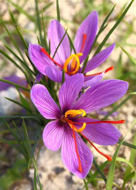 For Growing Saffron Crocus