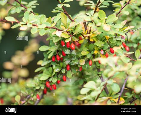 Branches Of A Barberry Bush With Ripe Red Barberry Berries Branches
