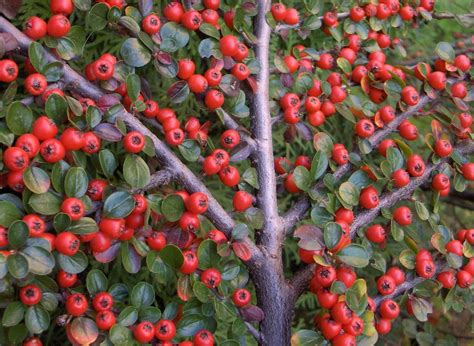 Cotoneaster Horizontalis Cotoneaster Garden Seeds Fall Plants