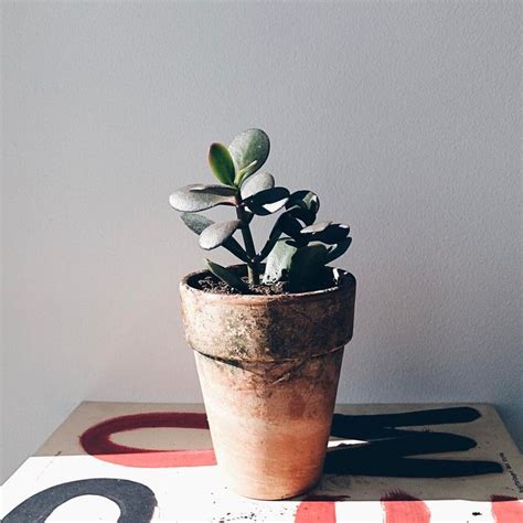 Beautiful Potted Plant For Slow Growth Tips To Thrive
