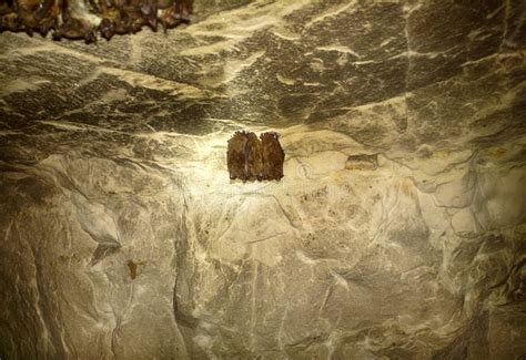 Palos Como Habitantes De Cuevas Y De Mazmorras Foto De Archivo Imagen