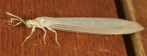 Aw Insect Book Antlions Lacewings Neuroptera Page 3 Africa Wild