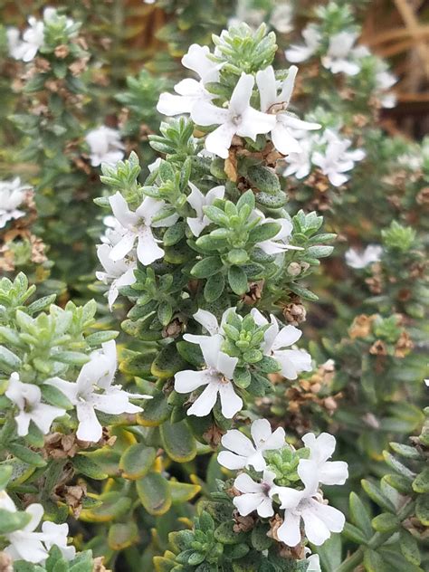 Westringia Fruticosa Grey Box Wes04 Ppaf Australian Rosemary Selection
