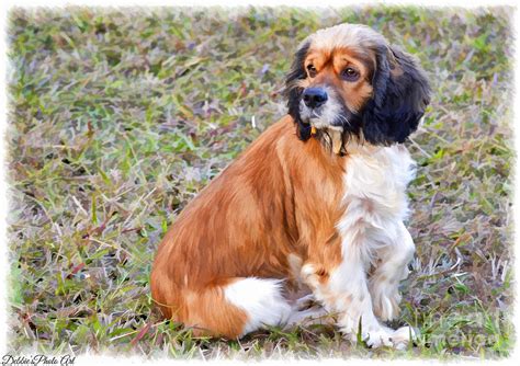Cocker Spaniel Digital Effect My Little Bear Photograph By Debbie Portwood Fine Art America