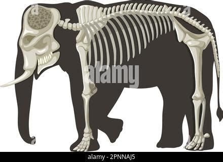 Elephant Anatomy Concept For Science Education Illustration Stock