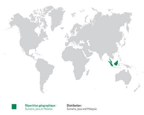 Faux Gavial Tommy Ferme Aux Crocodiles